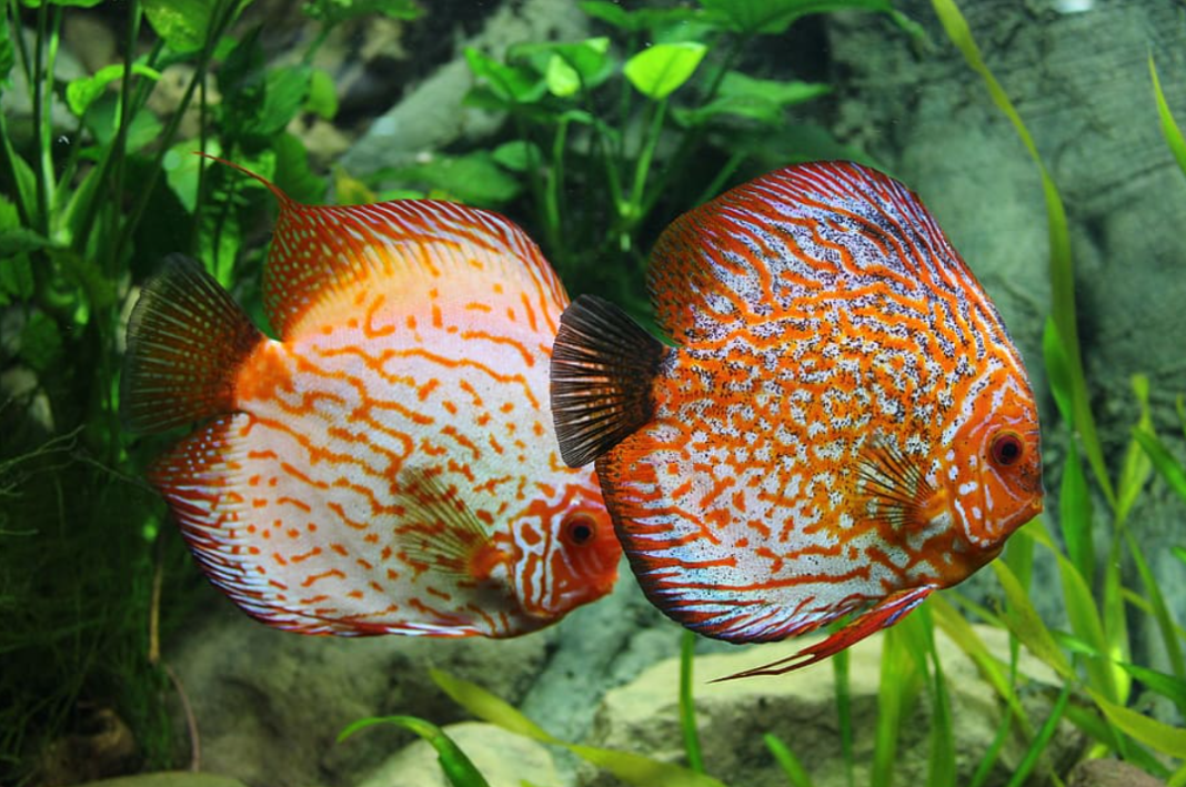 14 Jenis Ikan Discus dan Cara Merawatnya - Blog ruparupa