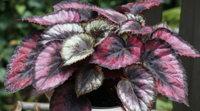 11 Jenis Tanaman Begonia Untuk Hunian Nyaman - Blog ruparupa
