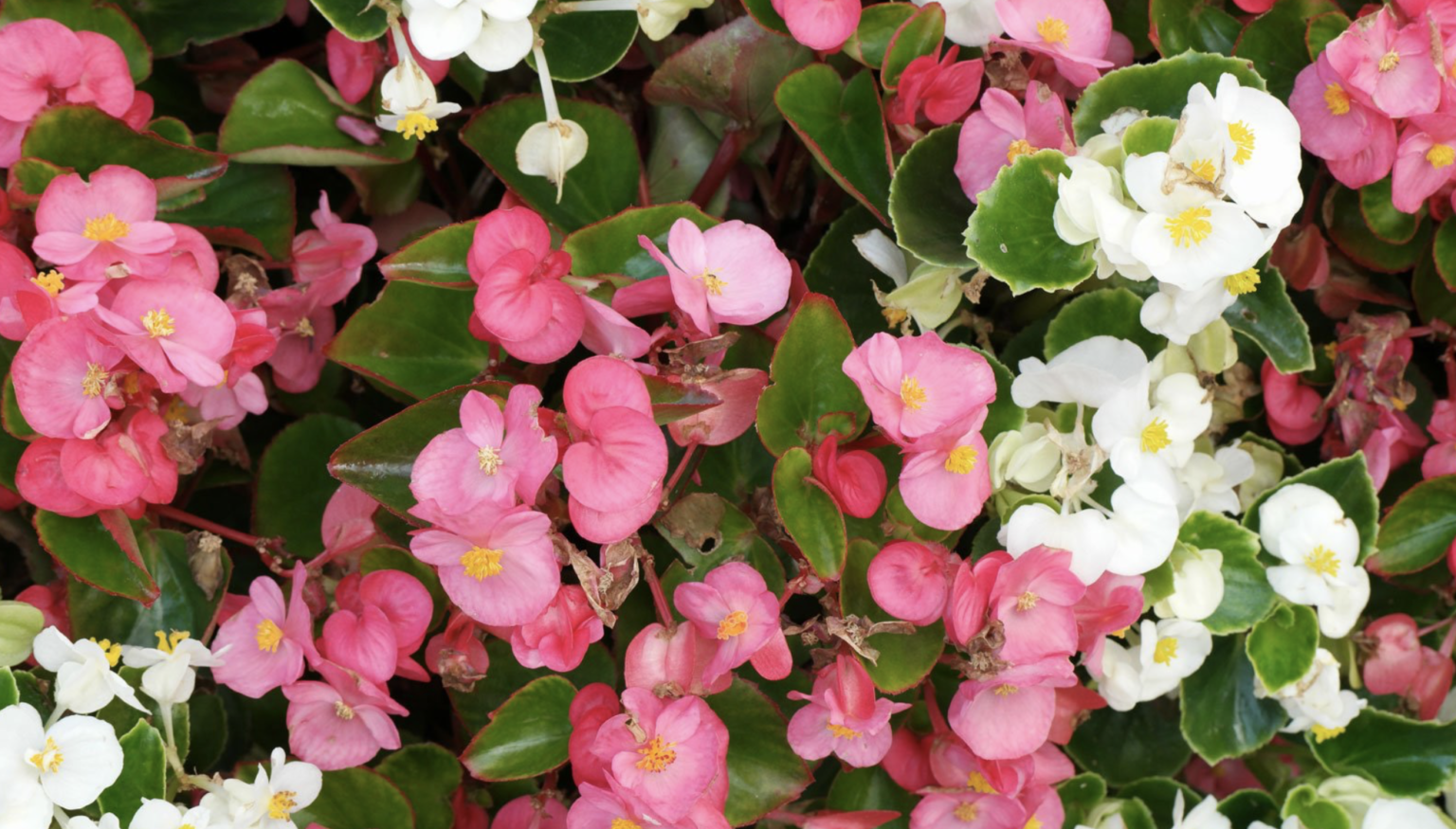 11 Jenis Tanaman Begonia Untuk Hunian Nyaman - Blog ruparupa