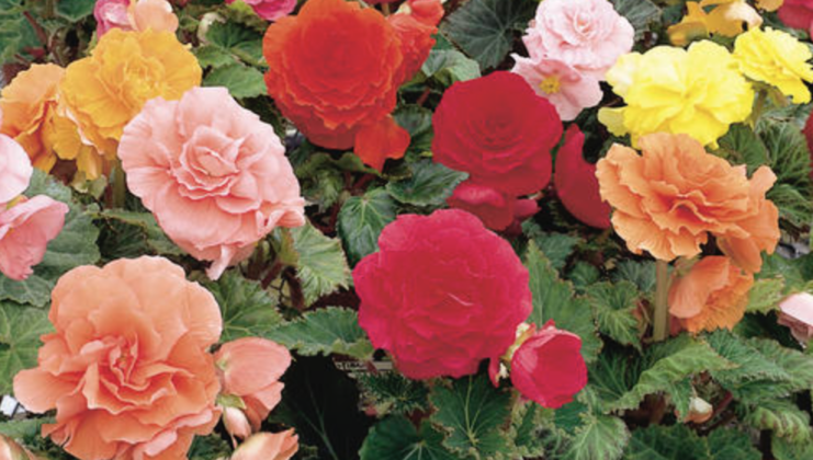 11 Jenis Tanaman Begonia Untuk Hunian Nyaman - Blog ruparupa