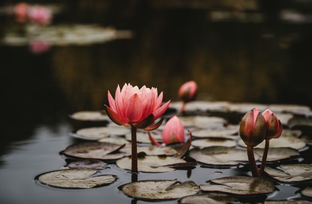 16 Manfaat Tanaman Teratai untuk Kesehatan - Blog ruparupa