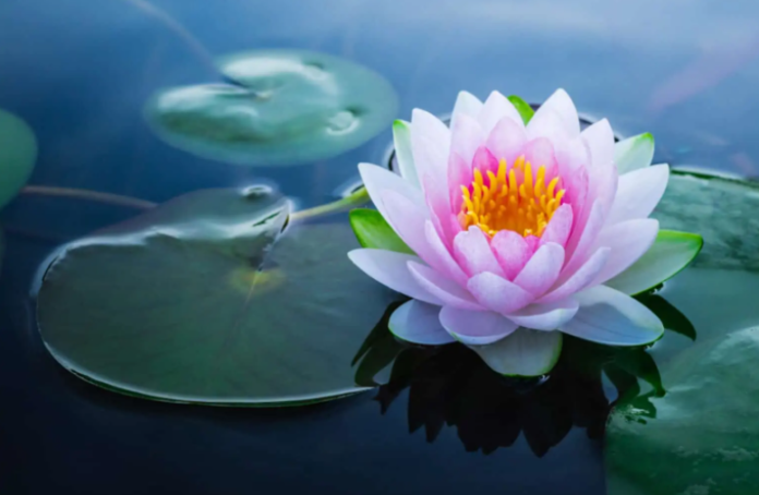 Cara Menanam dan Merawat Bunga Teratai - Blog ruparupa