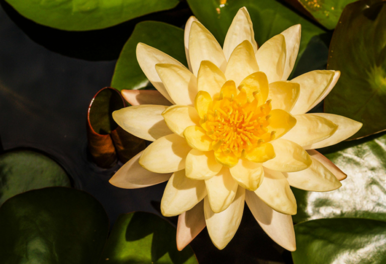 Cara Menanam dan Merawat Bunga Teratai - Blog ruparupa