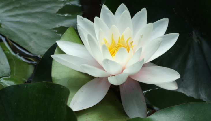 Cara Menanam dan Merawat Bunga Teratai - Blog ruparupa