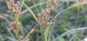 15 Manfaat Rumput Teki bagi Tubuh - Blog ruparupa