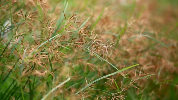 15 Manfaat Rumput Teki bagi Tubuh - Blog ruparupa