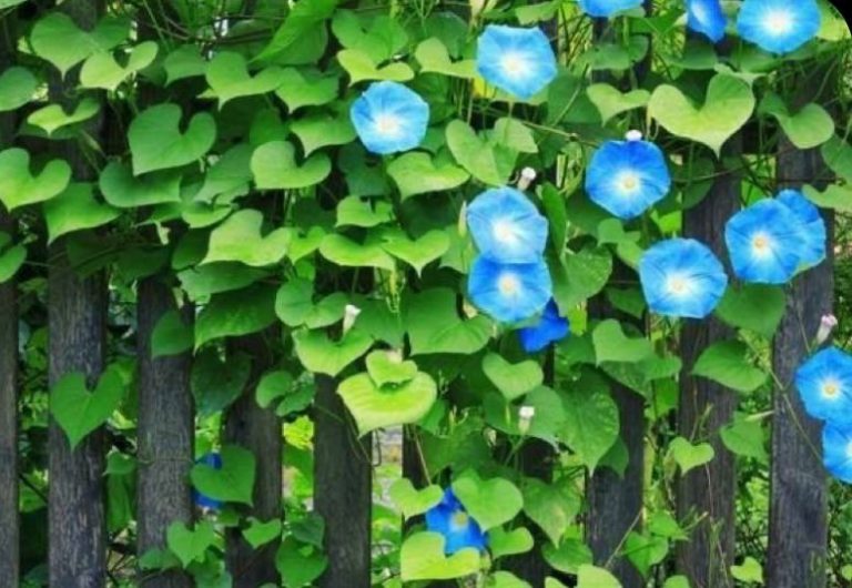 22 Tanaman Pagar untuk Menghiasi Rumah | Blog ruparupa