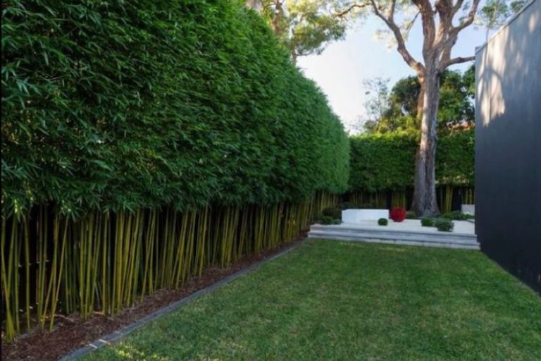 22 Tanaman Pagar untuk Menghiasi Rumah - Blog ruparupa