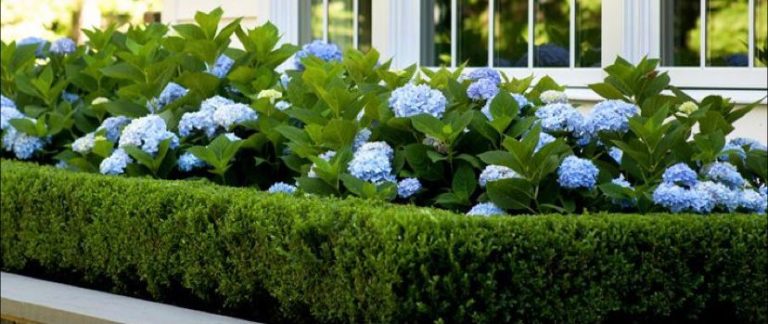 22 Tanaman Pagar untuk Menghiasi Rumah - Blog ruparupa