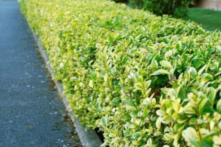 22 Tanaman Pagar untuk Menghiasi Rumah - Blog ruparupa