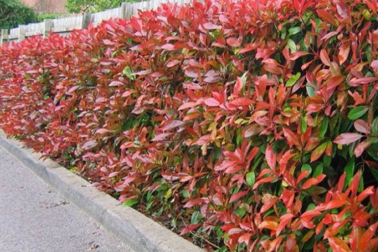 22 Tanaman Pagar untuk Menghiasi Rumah - Blog ruparupa