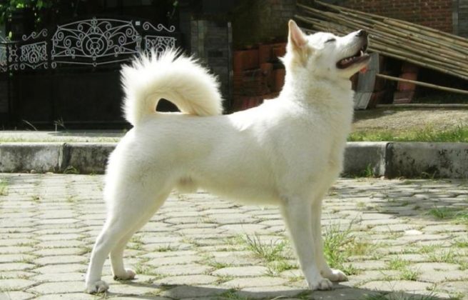 10 Fakta Anjing Kintamani Asal Bali yang Diakui Dunia - Blog ruparupa