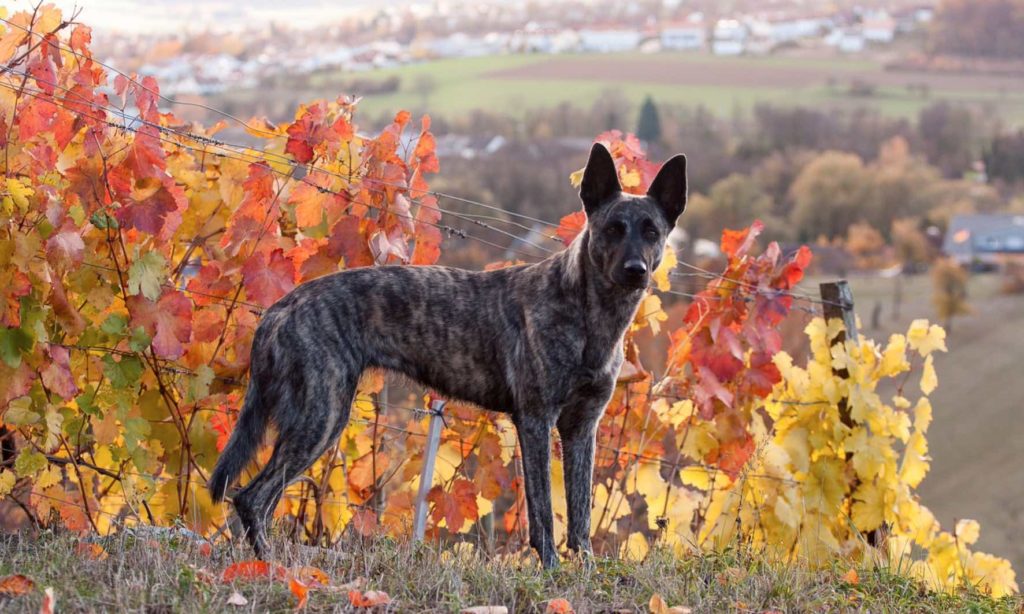 Kenali 5 Ras Anjing Polisi Pemberani Dari Unit K-9 Ini - Blog ruparupa