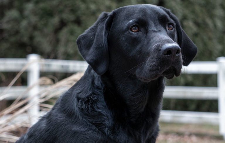 Kenali 5 Ras Anjing Polisi Pemberani Dari Unit K-9 Ini - Blog ruparupa