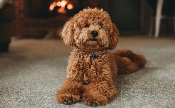 11 Jenis Anjing Lucu yang Mudah Kamu Rawat - Blog ruparupa