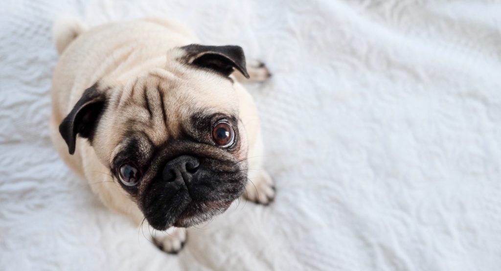 11 Jenis Anjing Lucu yang Mudah Kamu Rawat - Blog ruparupa