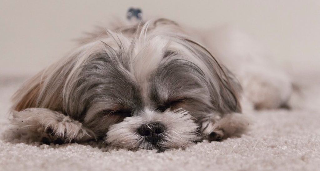 11 Jenis Anjing Lucu yang Mudah Kamu Rawat - Blog ruparupa