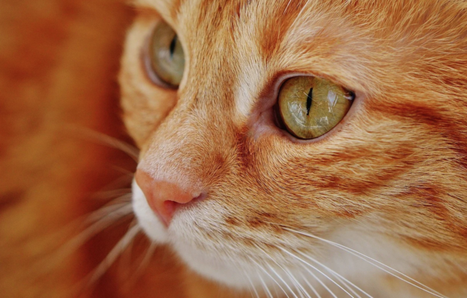 31 Nama Kucing Jantan Korea yang Super Lucu - Blog ruparupa