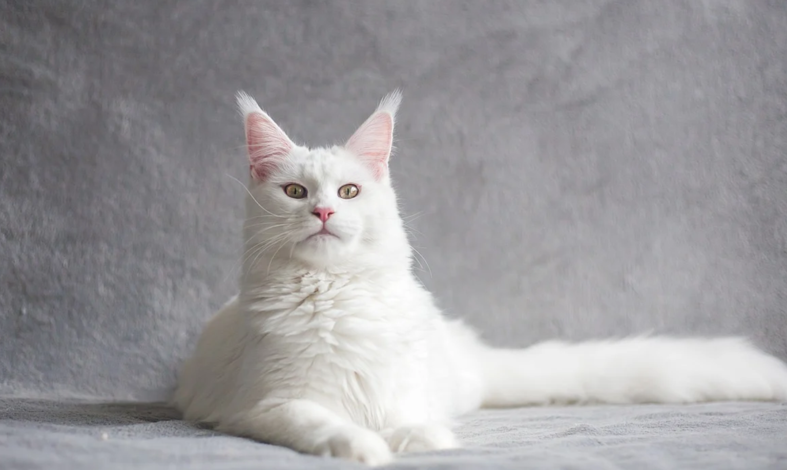 31 Nama Kucing Jantan Korea yang Super Lucu - Blog ruparupa