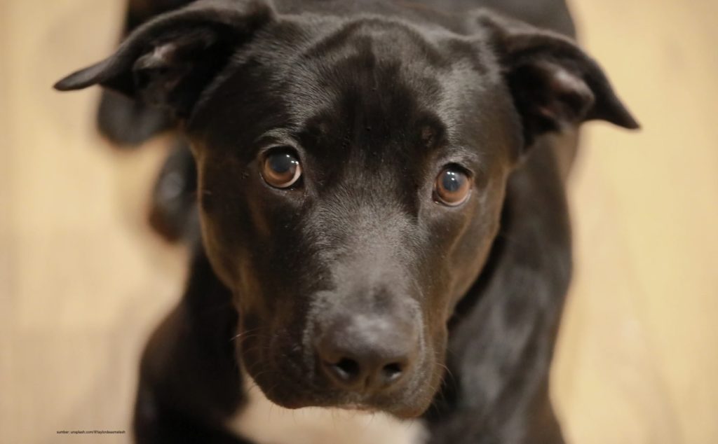 5 Pertimbangan Sebelum Mengadopsi Anjing - Blog ruparupa