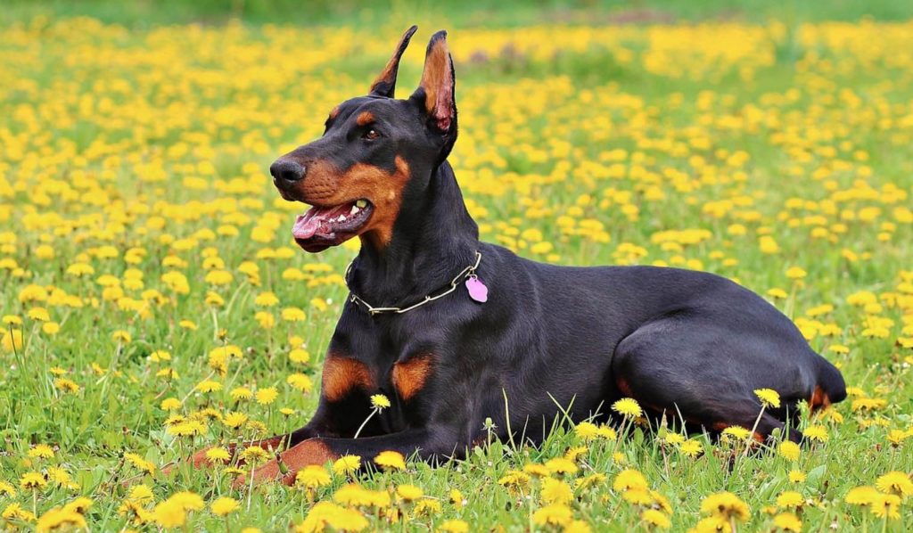 6 Fakta Anjing Doberman, Si Anjing Penjaga Terbaik - Blog ruparupa