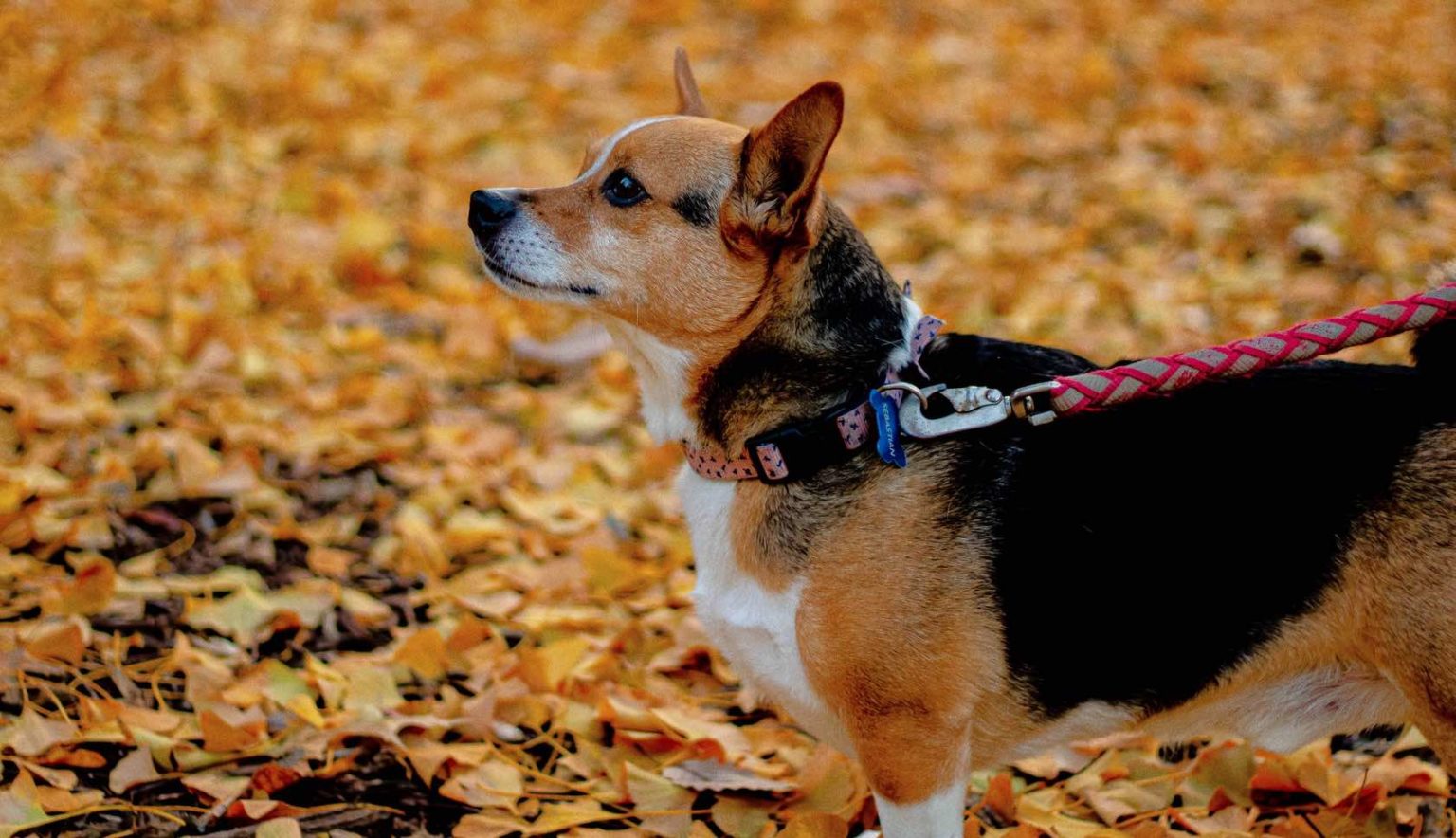 8 Fakta Menarik Anjing Corgi yang Tingkahnya Manis - Blog ruparupa