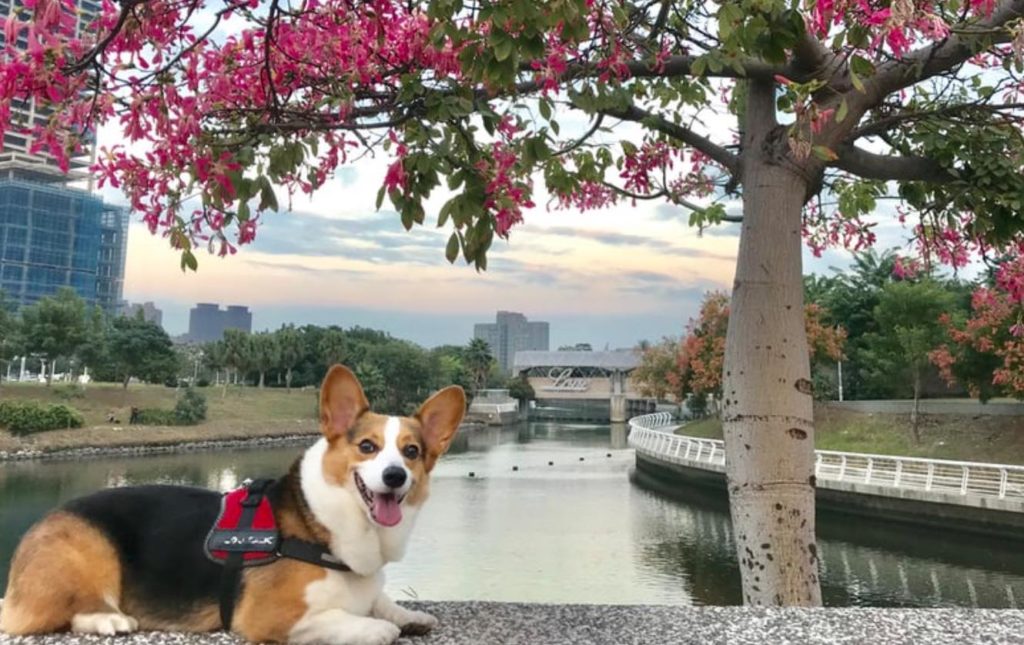 8 Fakta Menarik Anjing Corgi yang Tingkahnya Manis - Blog ruparupa