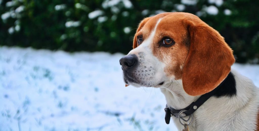 5 Karakteristik Anjing Beagle yang Menarik - Blog ruparupa