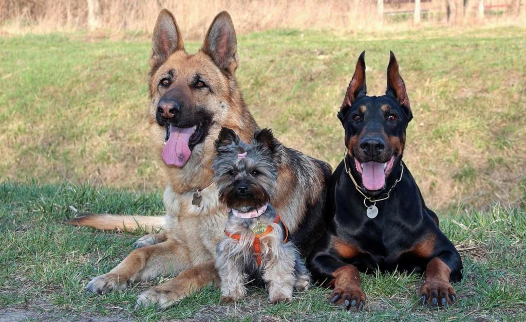 6 Fakta Anjing Doberman, Si Anjing Penjaga Terbaik - Blog ruparupa