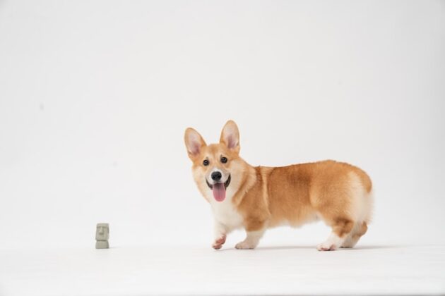 8 Fakta Menarik Anjing Corgi yang Tingkahnya Manis - Blog ruparupa