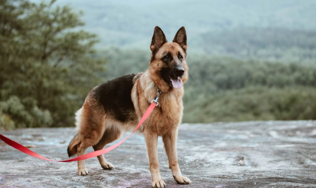 15 Anjing Galak yang Harus Anda Waspadai - Blog ruparupa