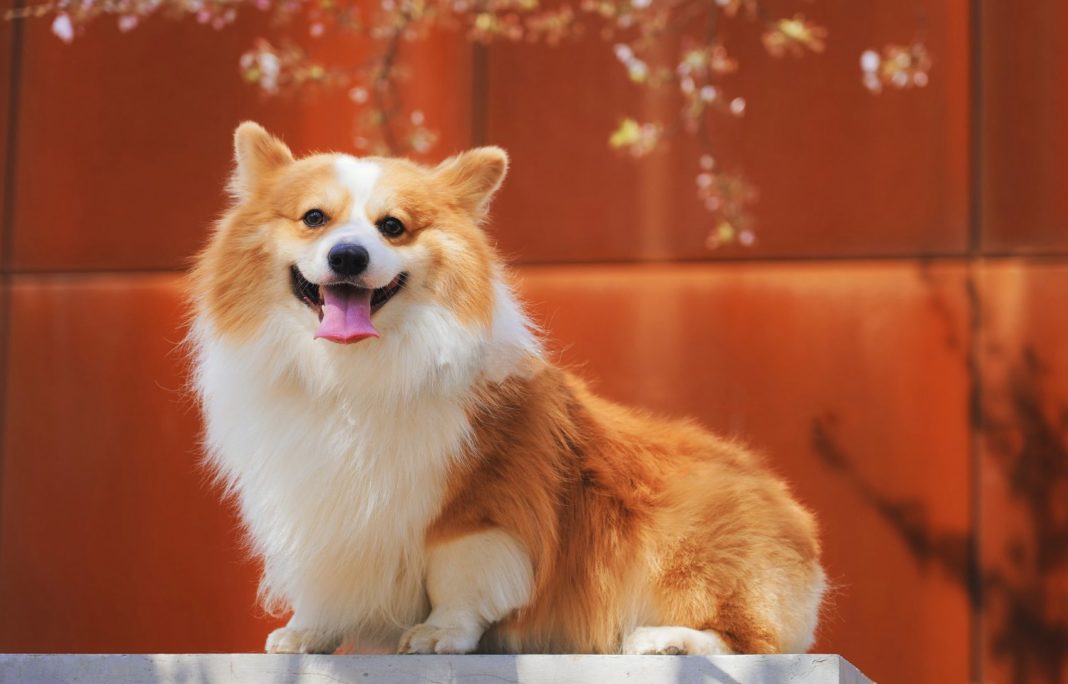 8 Fakta Menarik Anjing Corgi yang Tingkahnya Manis - Blog ruparupa