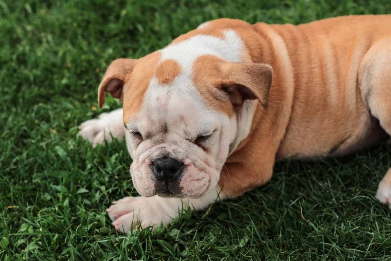 Mengungkap Sejarah Anjing Bulldog, Fakta Unik, dan Sifatnya