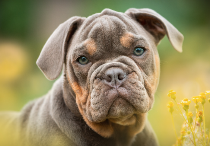 Mengungkap Sejarah Anjing Bulldog, Fakta Unik, dan Sifatnya
