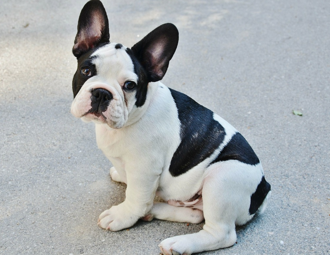 Mengungkap Sejarah Anjing Bulldog, Fakta Unik, dan Sifatnya