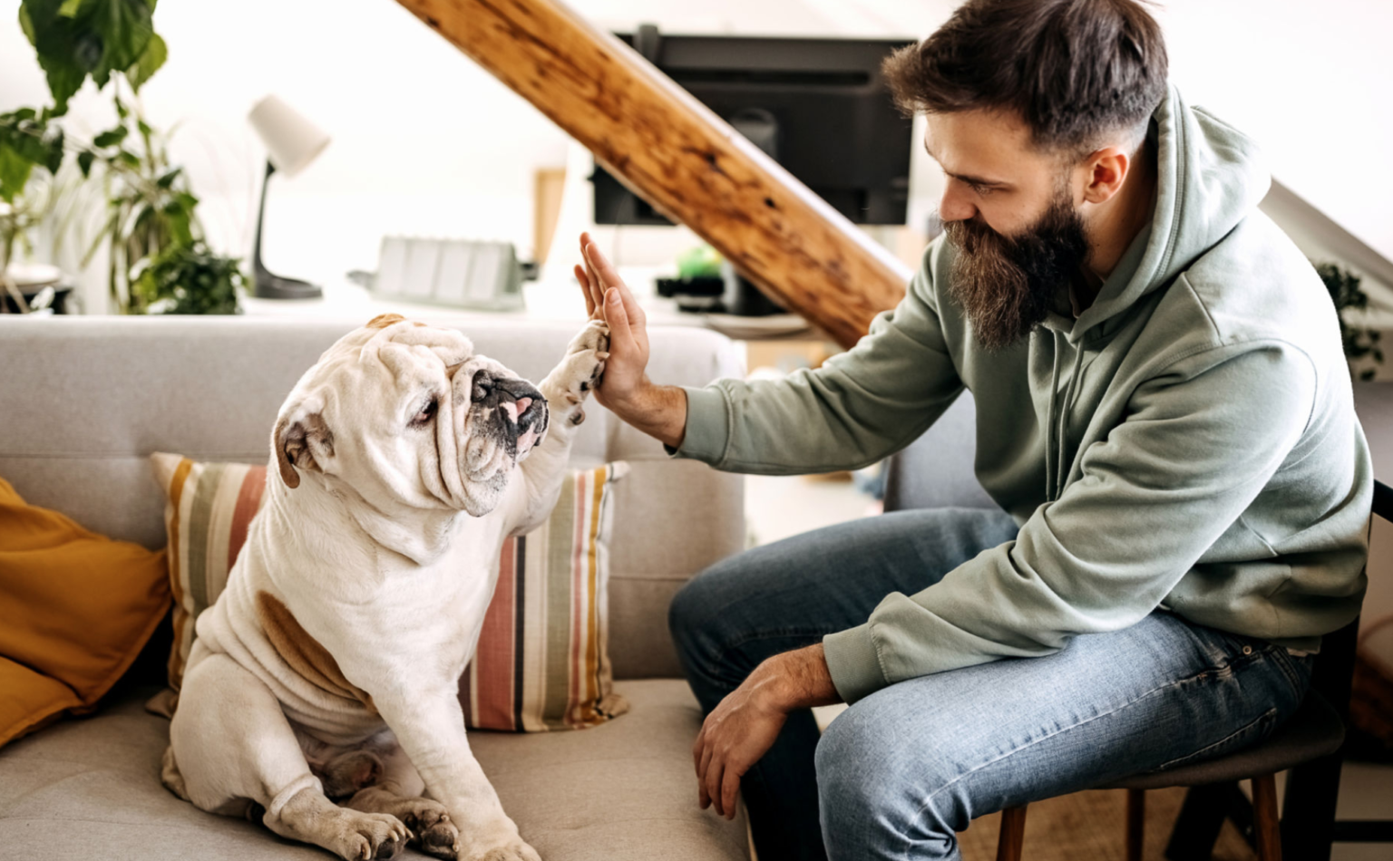 Mengungkap Sejarah Anjing Bulldog, Fakta Unik, dan Sifatnya