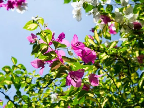 6 Manfaat Tanaman Hias Bunga Kertas Untuk Kesehatan - Blog ruparupa