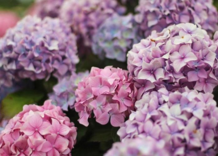 7 Bunga Ungu untuk Mempercantik Hunian - Blog ruparupa