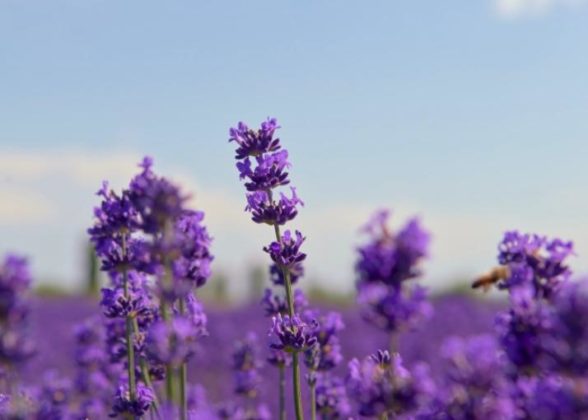 7 Bunga Ungu untuk Mempercantik Hunian - Blog ruparupa