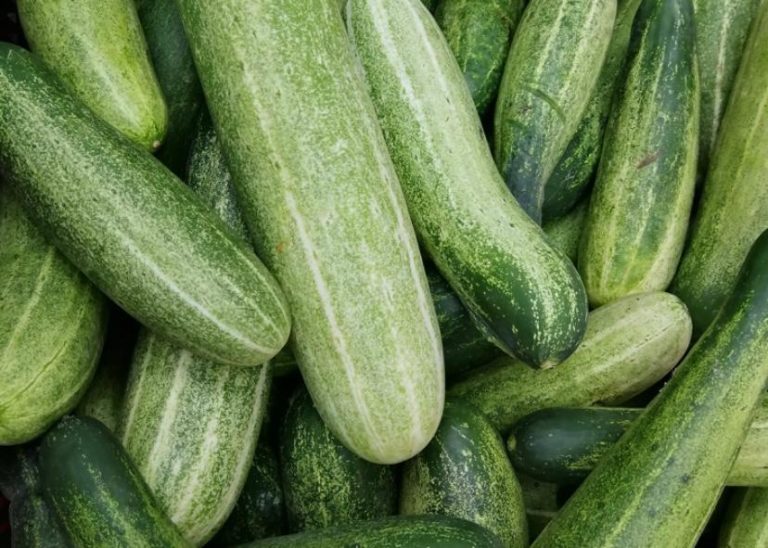 10 Tanaman Palawija yang Mudah Ditanam di Rumah - Blog ruparupa