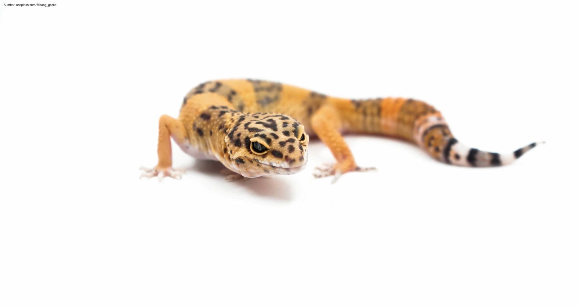 6 Cara Ampuh Mengusir Tokek Membandel di Rumah - Blog ruparupa