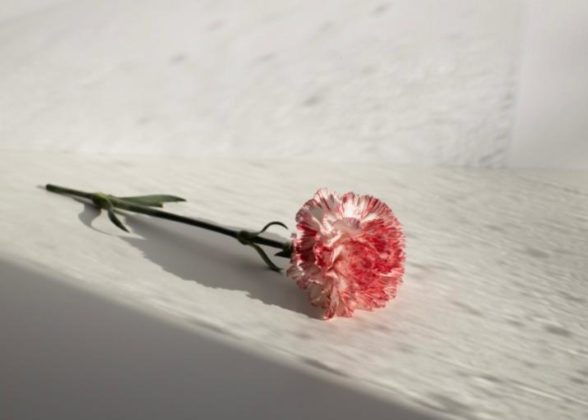 6 Makna Warna Bunga Anyelir dan Manfaatnya - Blog ruparupa