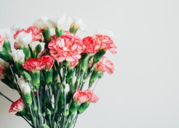 6 Makna Warna Bunga Anyelir dan Manfaatnya - Blog ruparupa