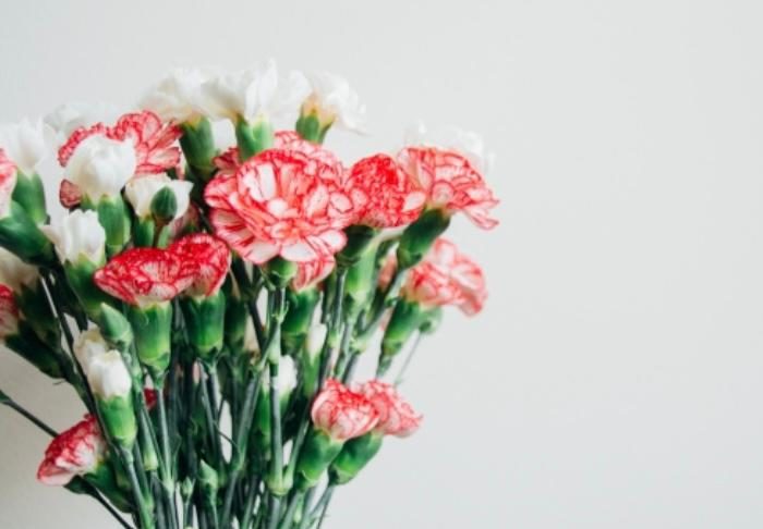 6 Manfaat Bunga Lotus Untuk Kesehatan - Blog ruparupa