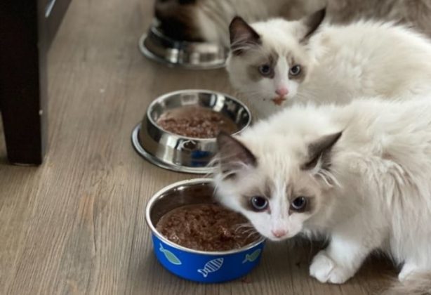 6 Jenis Nutrisi Ini Wajib Ada Dalam Makanan Kucing - Blog ruparupa