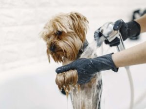 5 Cara dan Waktu yang Tepat Grooming Anak Anjing - Blog ruparupa