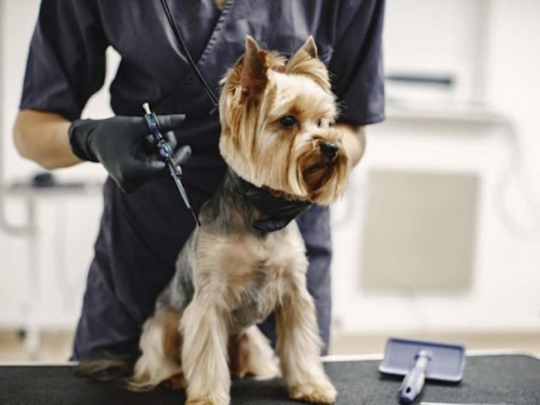 5 Cara dan Waktu yang Tepat Grooming Anak Anjing - Blog ruparupa