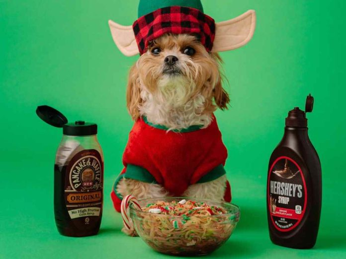 5 Tips Merawat Anjing Shih Tzu Agar Tetap Sehat - Blog ruparupa