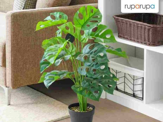 Mengenal 7 Jenis Monstera, Tanaman Hias Kekinian - Blog ruparupa