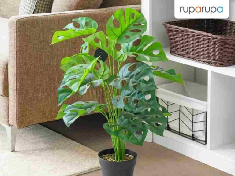 Mengenal 7 Jenis Monstera, Tanaman Hias Kekinian - Blog ruparupa